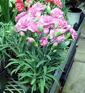 Carnation Dianthus Caryophyllus Calyx Flowers Inc