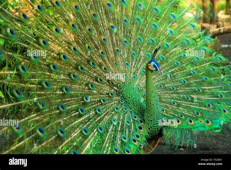 very beautiful green peacock Stock Photo - Alamy