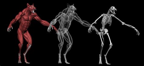 Werewolfs Body Anatomy By Numberonezb On Deviantart