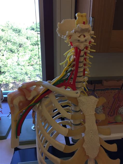Brachial Plexus Model Diagram Quizlet