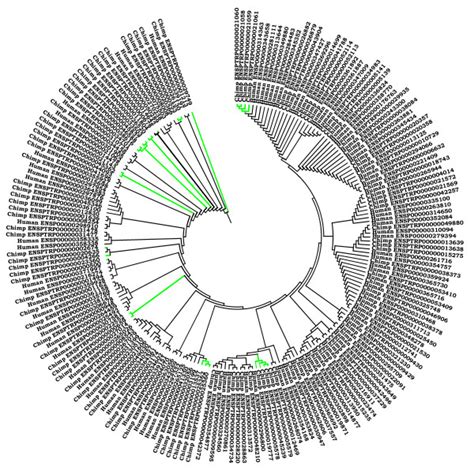 The Dendrogram Showing Putative Unclassified Protein Kinase Members