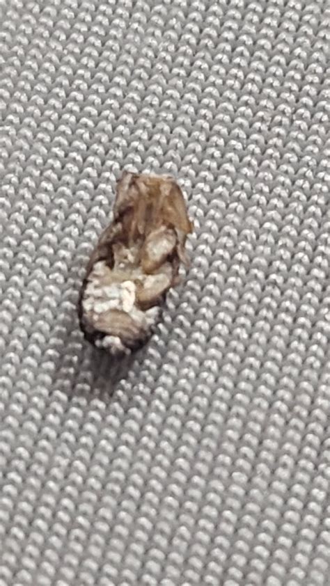 Bed Bug Casing Rbedbugs