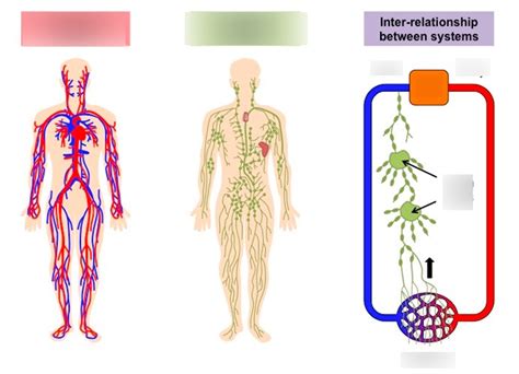 anatomy 2 lecture 2 part 1 diagram quizlet