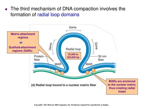 Radial Loop Domains