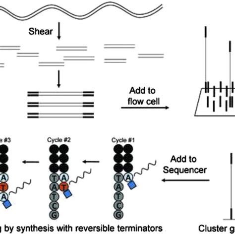 Luminex Xmap System Luminex Is Based On Microsphere Bead Technology Download Scientific