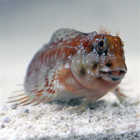 Molly Miller Blenny Scartella Cristata Tank Bred The Reef Experience