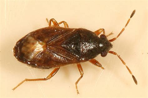 Seed Bug Stygnocoris Sabulosus BugGuide Net