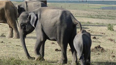 උඩවලව අලින්ට මන්ද පෝෂනය ව්‍යපෘතියේ පර්යේෂණ කළමනාකරු ඕක ගනන් ගන්න දෙයක් නොවෙයි වනජීවී අධ්