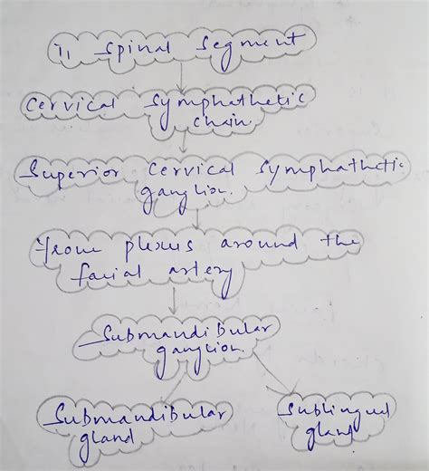 Submandibular Ganglion