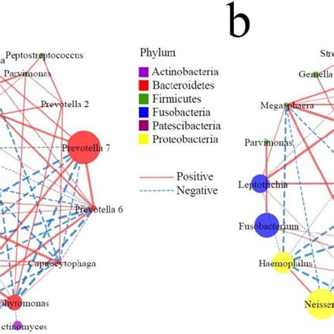 Symbiotic Networks Of Tc Microbiota The Dominant Bacteria With A