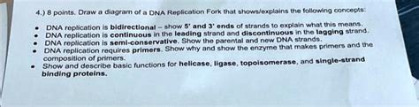 4 8 Points Draw A Diagram Of A Dna Replication Fork That Shows Explains The Following