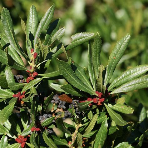 Pacific Wax Myrtle Hedges For Privacy And Habitat Sound Native Plants
