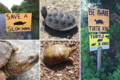 Dont Forget To Look Out For Turtles On Busy South Jersey Roads