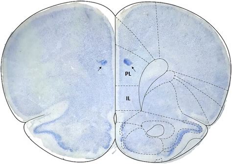 Schematic Drawing Of The Rat Medial Prefrontal Cortex Adapted From Download Scientific Diagram