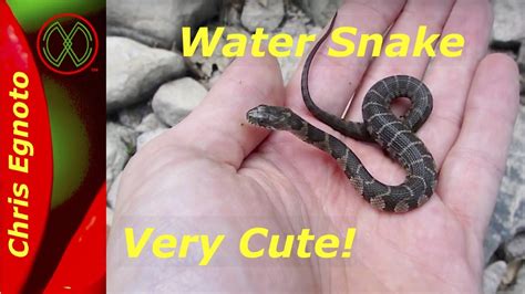 Newborn Cottonmouth Snake Pictures Water Moccasins Vs Cottonmouth