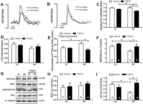 A Representative Traces Depicting Intracellular Ca2 Transients In Lf