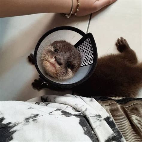 Noah Male Compound Exotics