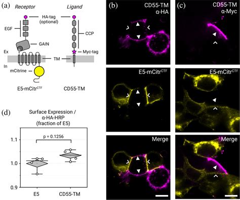 Optimized Genetic Code Expansion Technology For Time‐dependent Induction Of Adhesion Gpcr‐ligand