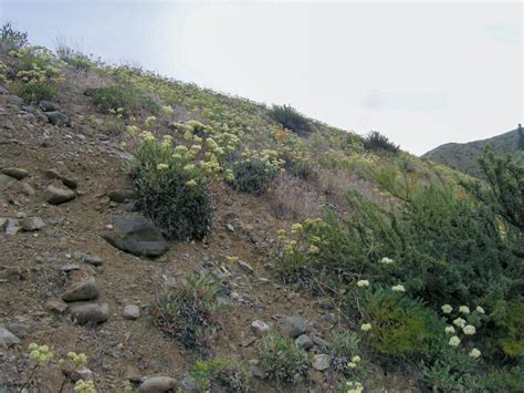 Parsnipflower Buckwheat Eriogonum Heracleoides Western Forbs