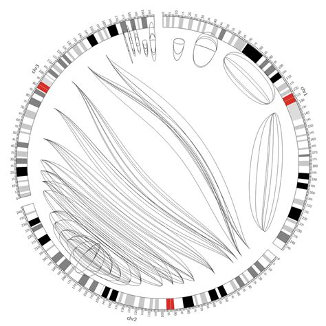 Large Circos Circular Genome Data Visualization