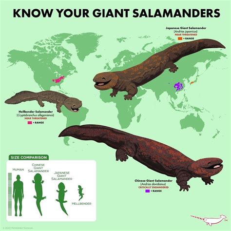 Peppermint Narwhal Creative On Instagram Know Your Giant Salamanders