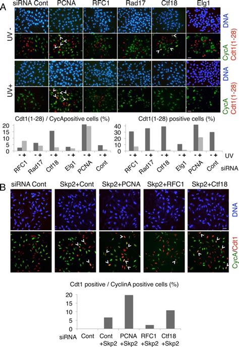two different replication factor c proteins ctf18 and rfc1 separately