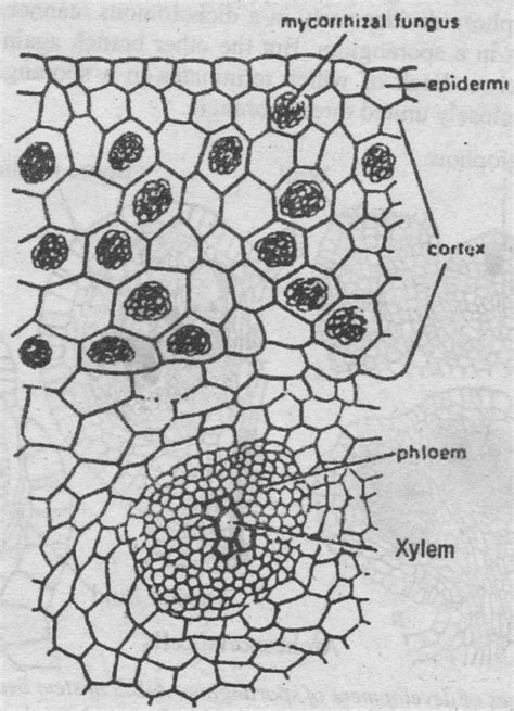 Ts Of Rhizome Study Solutions