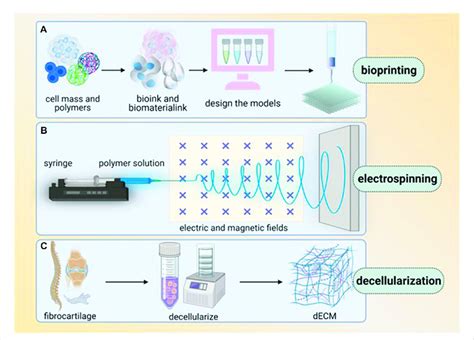 Main Techniques Of Enthesis Tissue Engineering Several Techniques Are