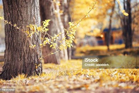 가을 자연 봄에 공원에서 노란 잎과 나뭇잎과 덤불 가을에는 단풍이 단풍을 이룬다 0명에 대한 스톡 사진 및 기타 이미지 0명 10월 11월 Istock