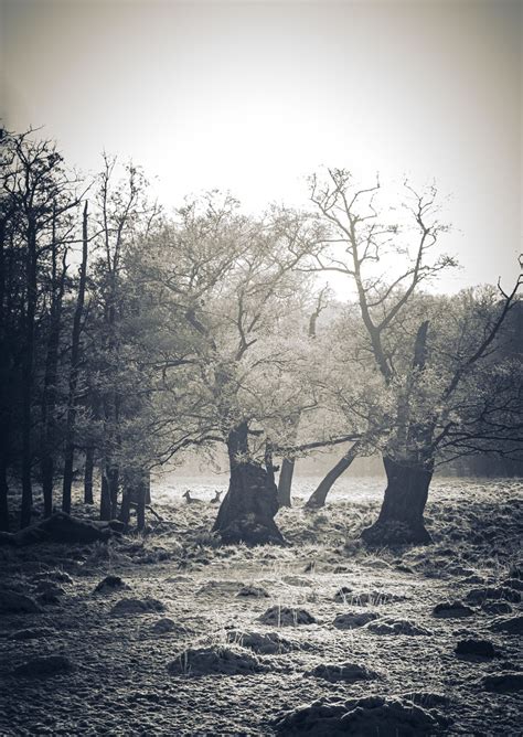 Simon Paske On Linkedin Winter Denmark Love Christmas2021