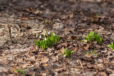 헌병 꽃 낙된 엽 길을 만든다 자연적인 봄 배경입니다 모스크바 러시아입니다 텍스트에 대 한 장소입니다 0명에 대한 스톡 사진 및 기타 이미지 Istock