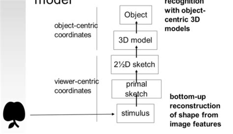 module 2 1 object recognition processes and problems flashcards quizlet
