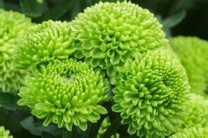 21 Of The Best Green Flowers For Your Garden Gardeners Path