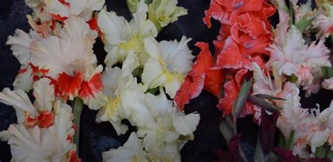 9 правил вирощування гладіолусів місце посадки ґрунт полив викопування та правильне