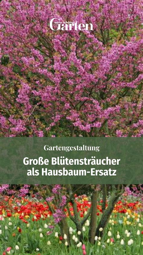 Große Blütensträucher Als Hausbaum Ersatz Sträucher Garten Bäume Garten Sträucher