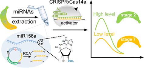 Crisprcas14a Based Isothermal Amplification For Profiling Plant Micrornas Bohrium