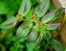 Amman Pacharisi Euphorbia Hirta