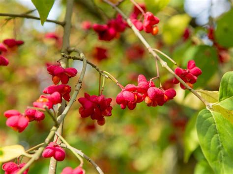 Бересклет европейский / Euonymus europaeus: купить саженцы в Москве ...