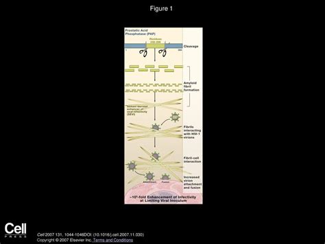 A Seminal Finding For Understanding HIV Transmission Ppt Download
