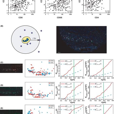 Associations Between Different Immune Cell Types A Intratumoral Download Scientific Diagram
