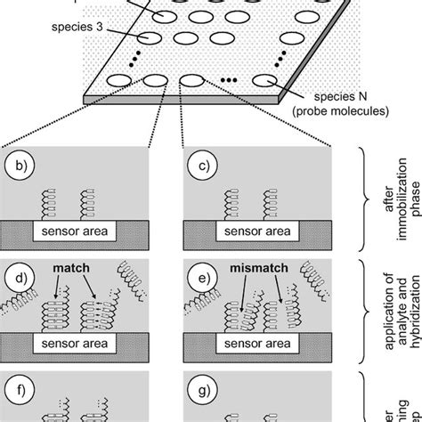 A Schematic Plot Of A DNA Microarray Chip B G Schematic Download Scientific Diagram