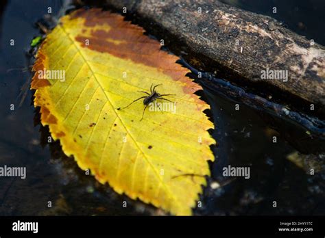 Small Spider Sitting On A Yellow Leaf Floating On Water Stock Photo Alamy