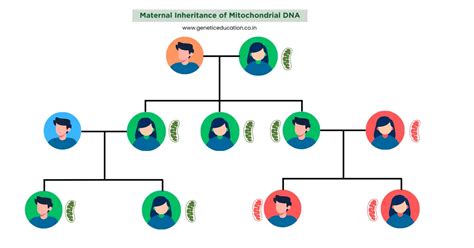 How And Why Is Mtdna Typing Used In Forensic Science Genetic Education