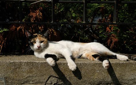 터키 이스탄불의 거리 올드 타운에 심각한 예쁜 고양이 노숙자 귀여운 고양이 검은 색과 흰색 고양이는 돌 배경과 함께 오래된 스타일의 돌 계단에 놓여 있습니다 0명에 대한