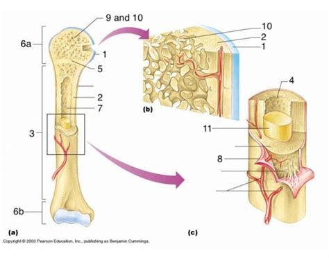 AP Lab Quiz Appendicular Skeleton Flashcards Quizlet