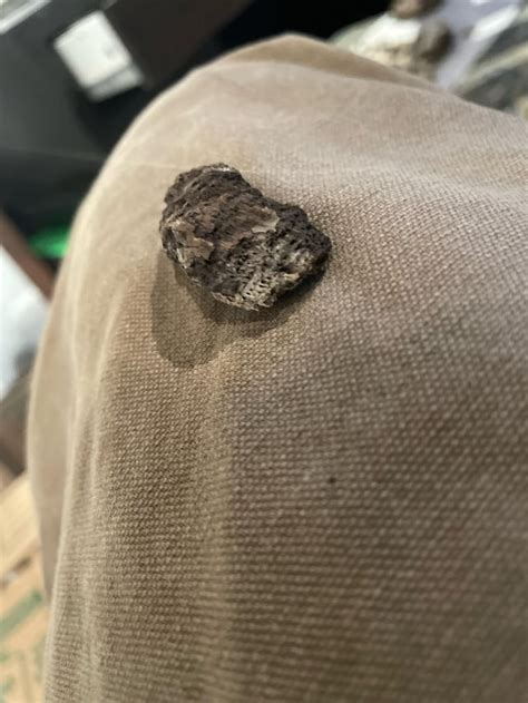 Fossil Identification R Fossilid