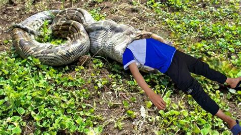 VIDEO FULL Harvesting Agricultural Products Goes To The Market Sell How To Grow Potatoes