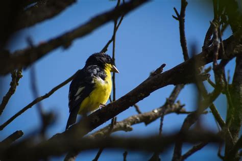 Spinus Psaltria Asociación Ornitológica Del Huila Asorhui