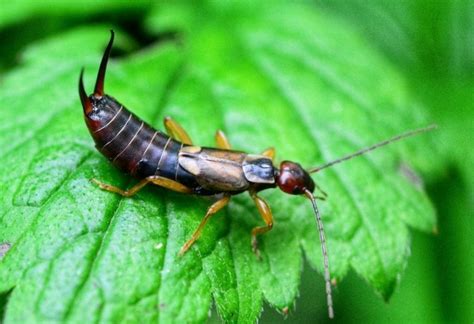 How To Get Rid Of Pincher Bugs A Complete Guide Pest Samurai