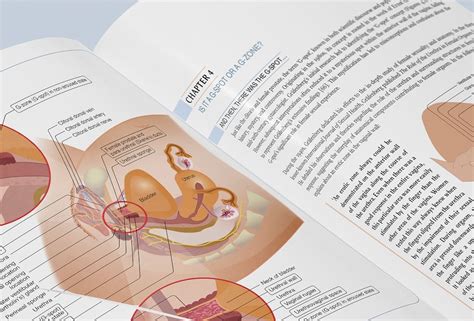 Demystifying Female Genitalia Female Squirting Clitoris And Vulva Book